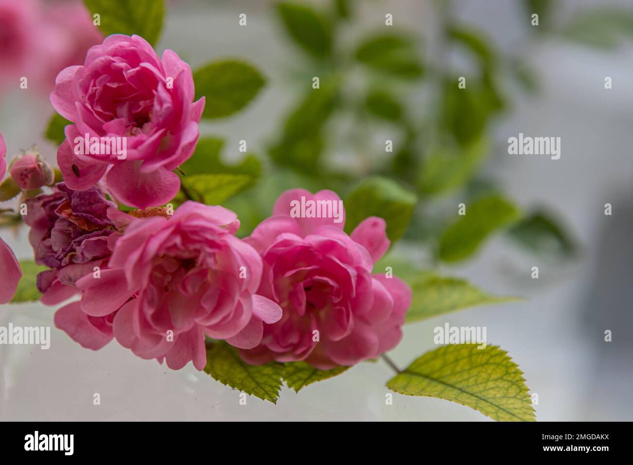 Light pink rose isolated on white background Stock Photo - Alamy