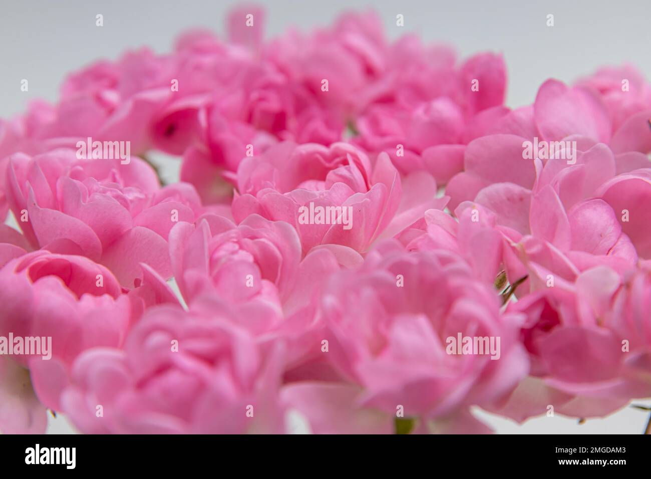Light pink rose isolated on white background Stock Photo - Alamy