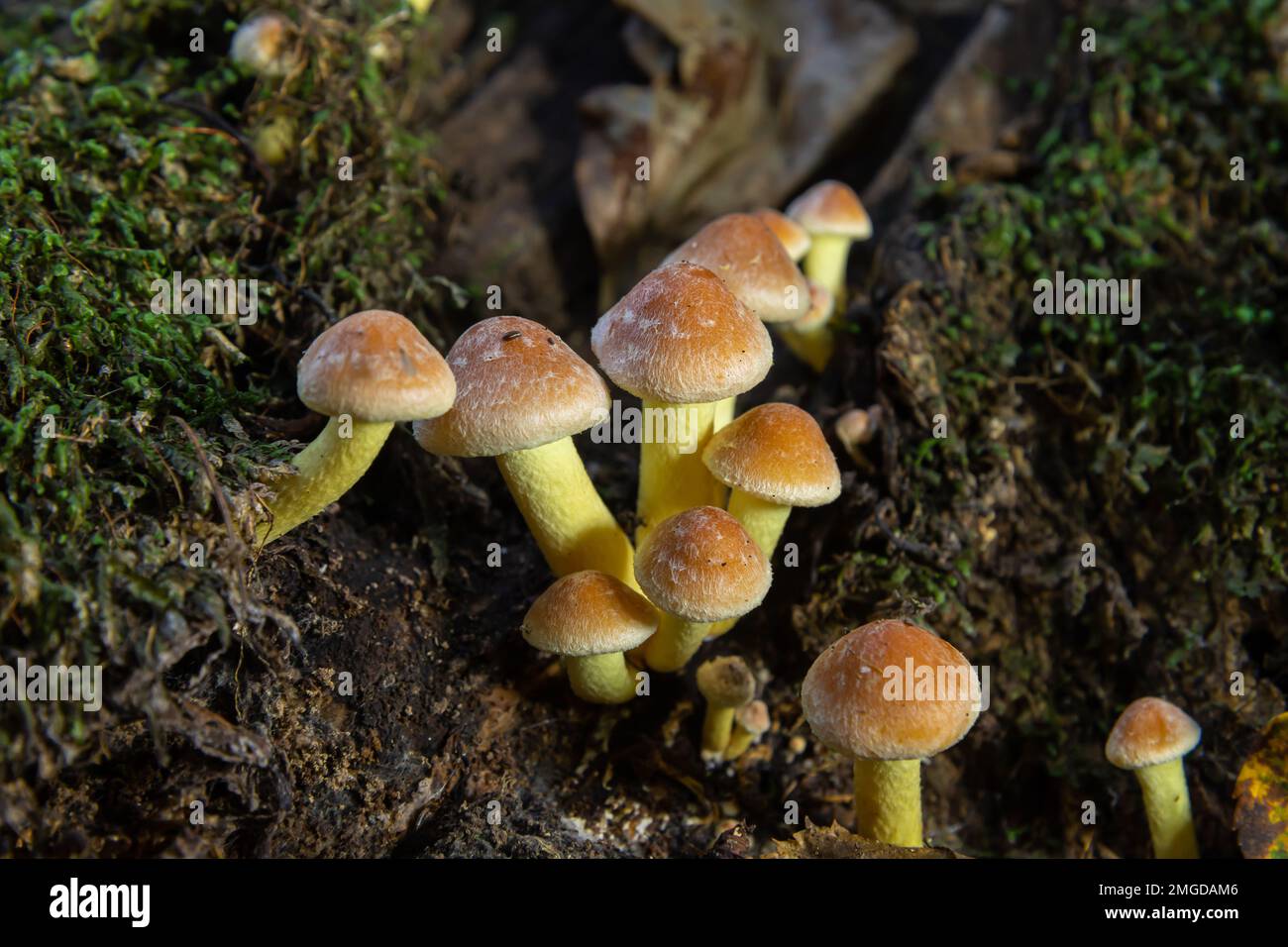 Autumn delicate, beautiful mushroom macro close up of fruiting fungi on ...