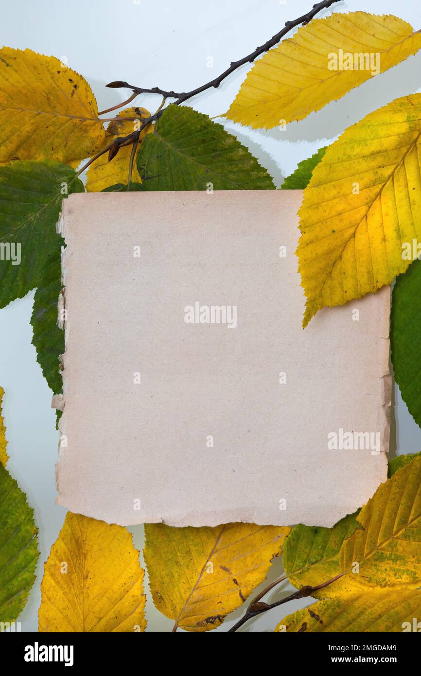 Autumn Leaves on the Old Paper sheet isolated on white Stock Photo - Alamy