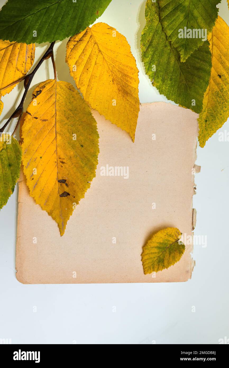 Autumn Leaves on the Old Paper sheet isolated on white Stock Photo - Alamy