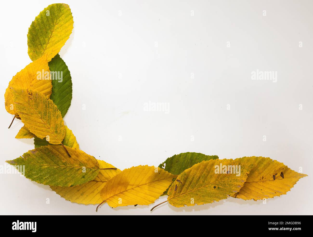 Autumn mockup green leaves hi-res stock photography and images - Alamy