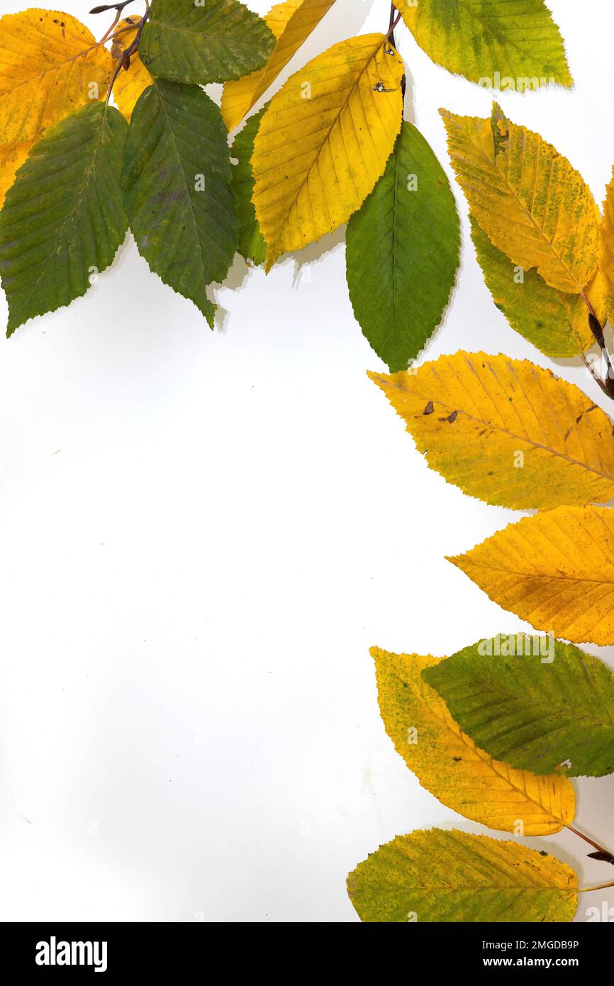 Top frame border golden hi-res stock photography and images - Alamy