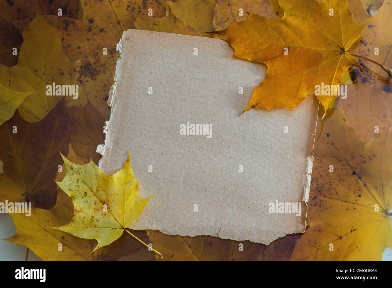 Autumn Leaves on the Old Paper sheet isolated on white Stock Photo - Alamy