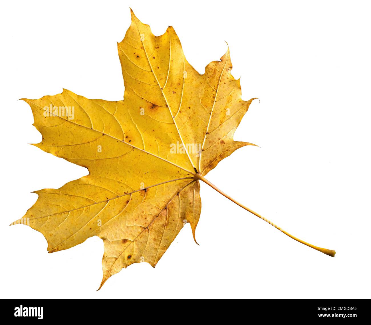 Yellow maple leaf as an autumn symbol. Isolated on white Stock Photo ...