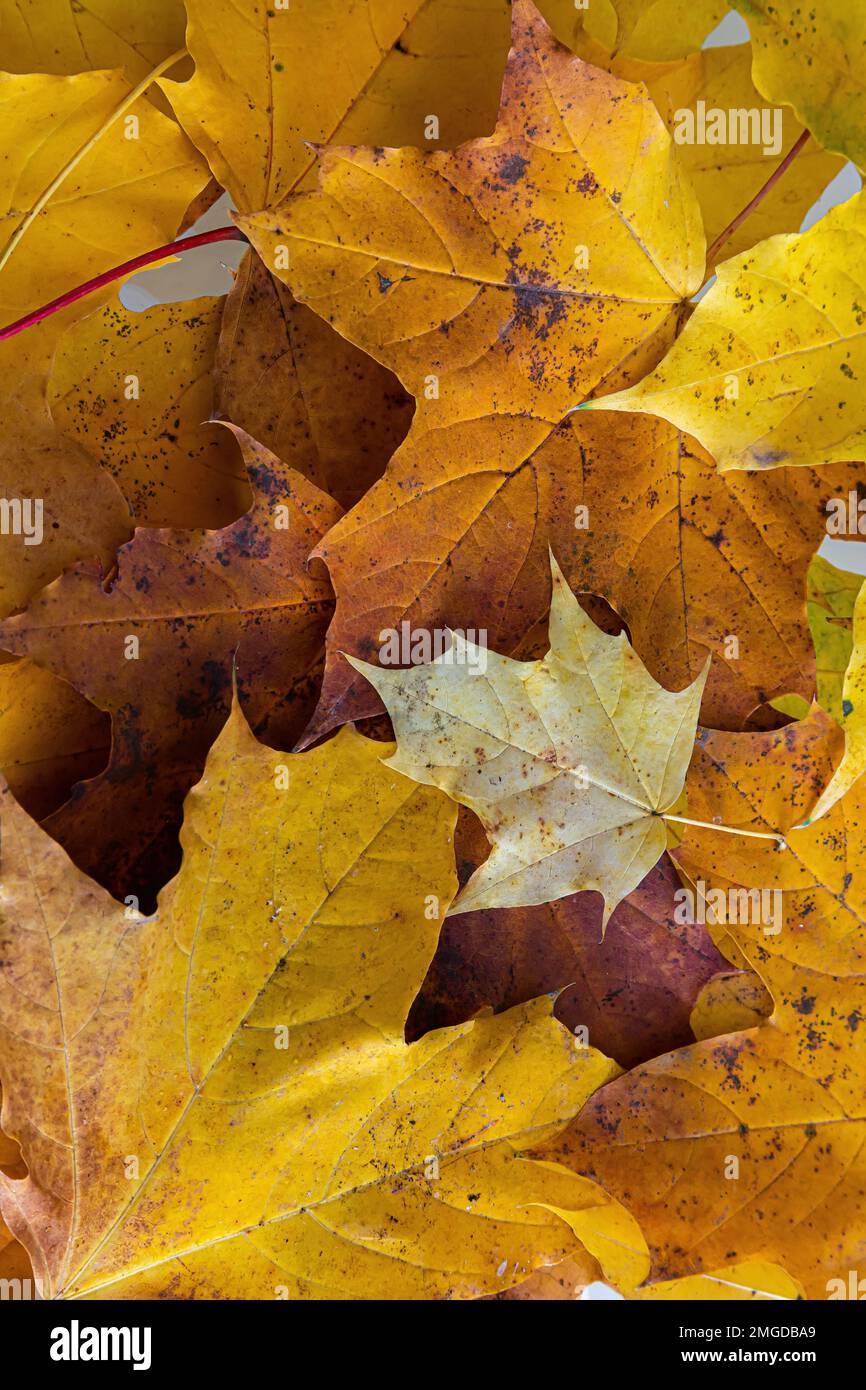 Colorful background of autumn maple tree leaves background close up ...