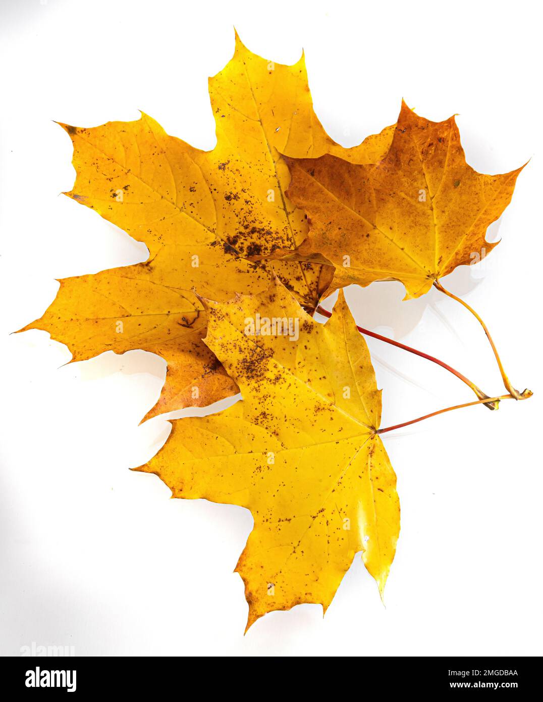 Yellow maple leaf as an autumn symbol. Isolated on white Stock Photo ...