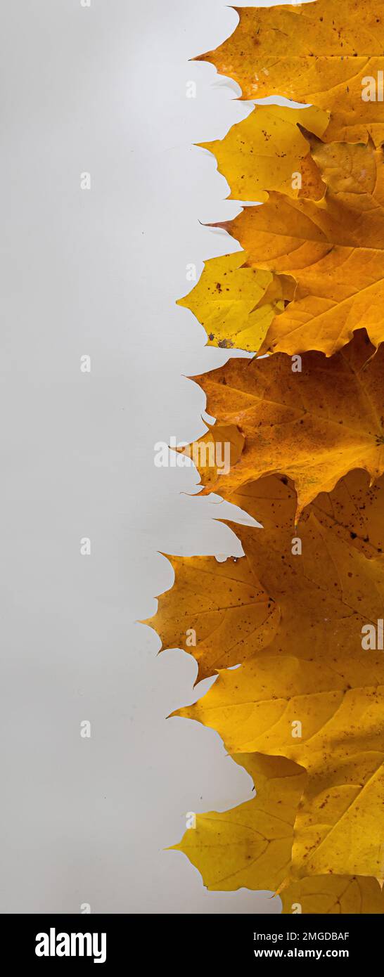 Top frame border golden hi-res stock photography and images - Alamy