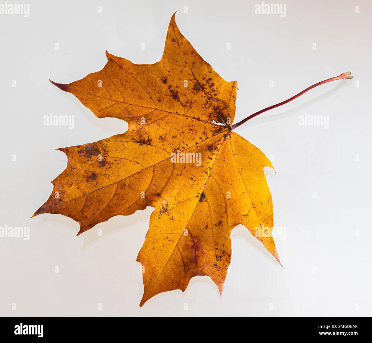Yellow maple leaf as an autumn symbol. Isolated on white Stock Photo ...