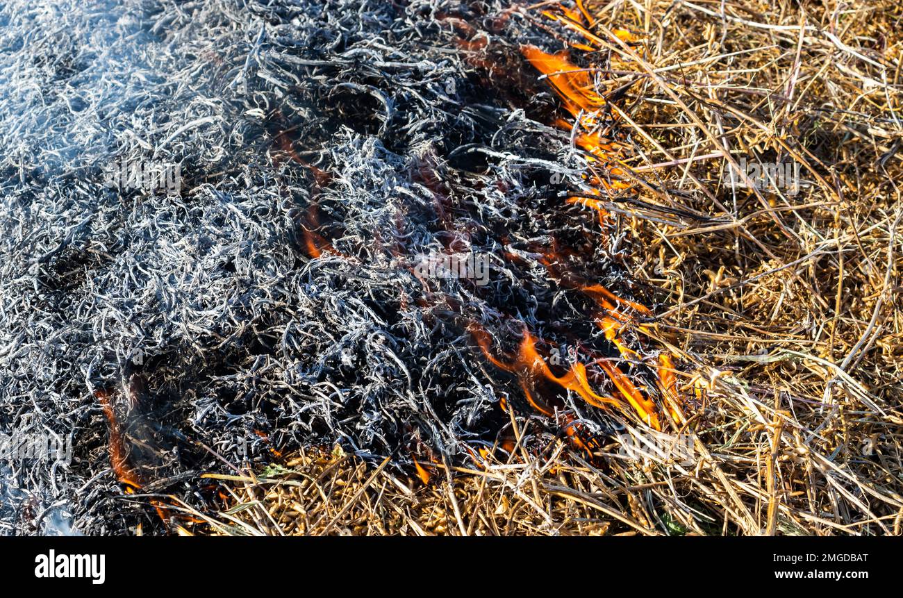 Close-up background of fire is rising from burning straw to black ash ...