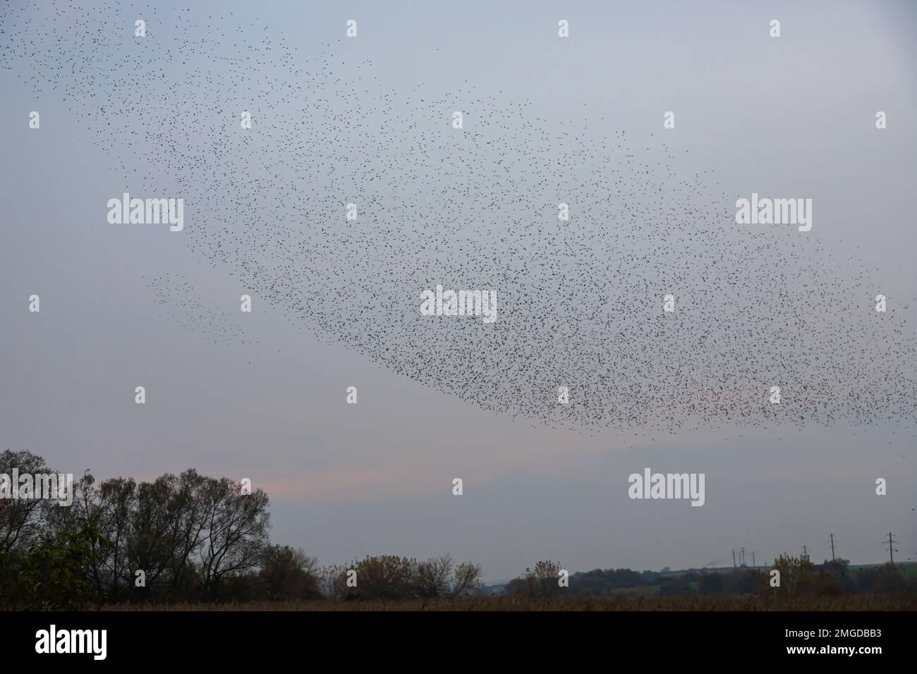 Beautiful large flock of starlings. During January and February ...