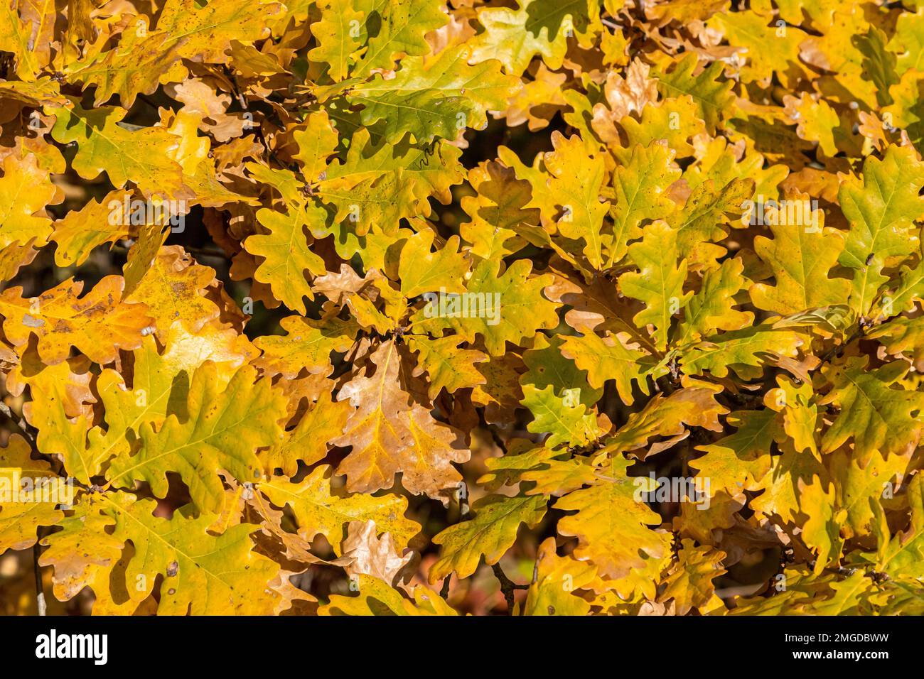 Perfect autumn leaves hi-res stock photography and images - Alamy