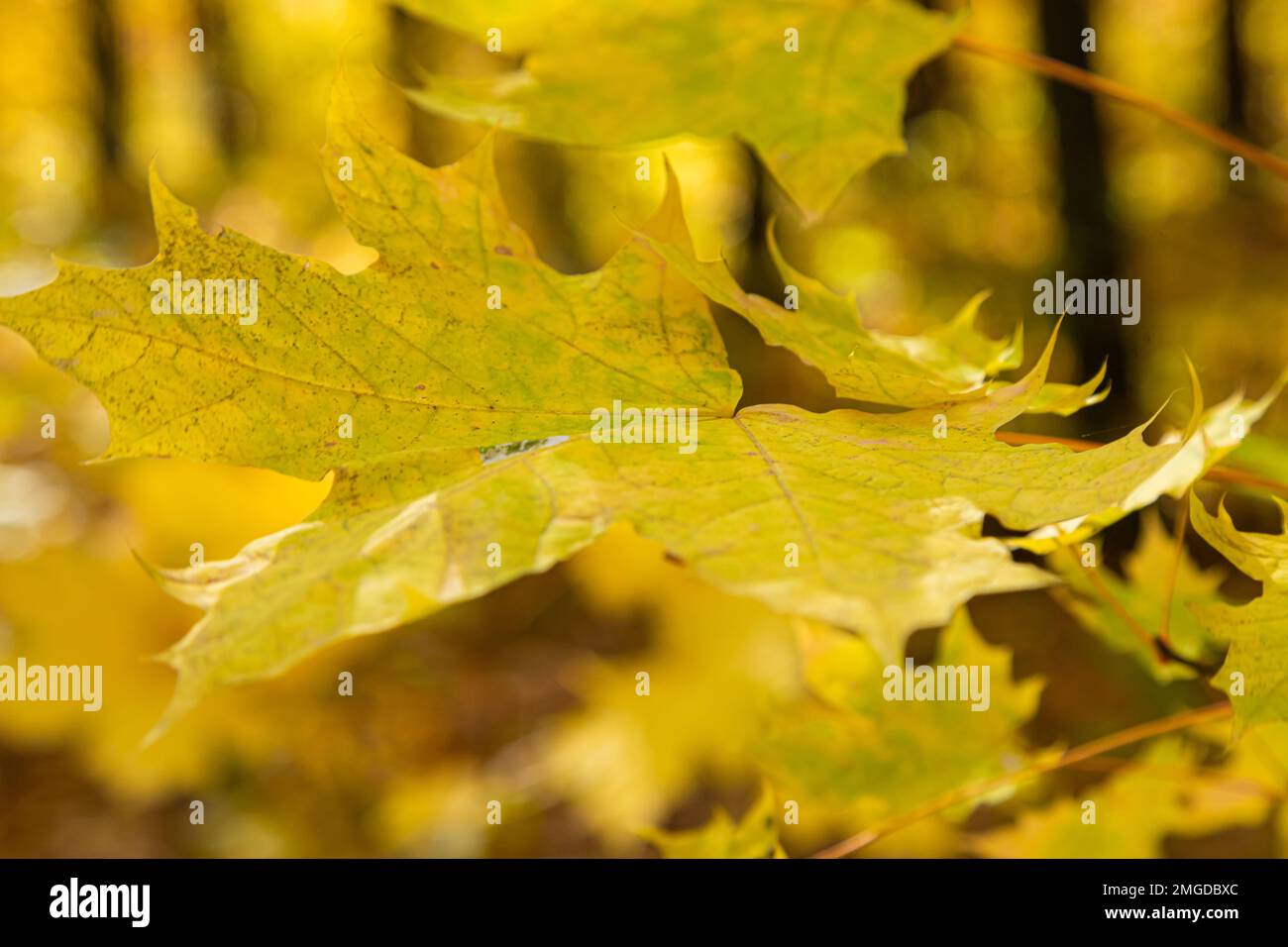 Autumn leaves on the sun. Fall blurred background Stock Photo - Alamy