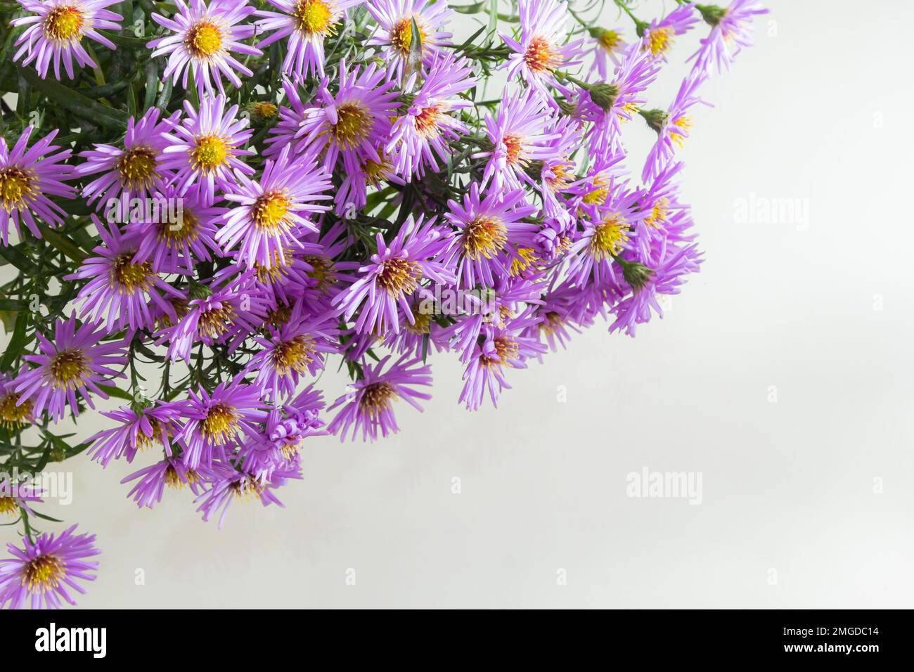 bouquet of beautiful purple chrysanthemums on a white background Stock ...