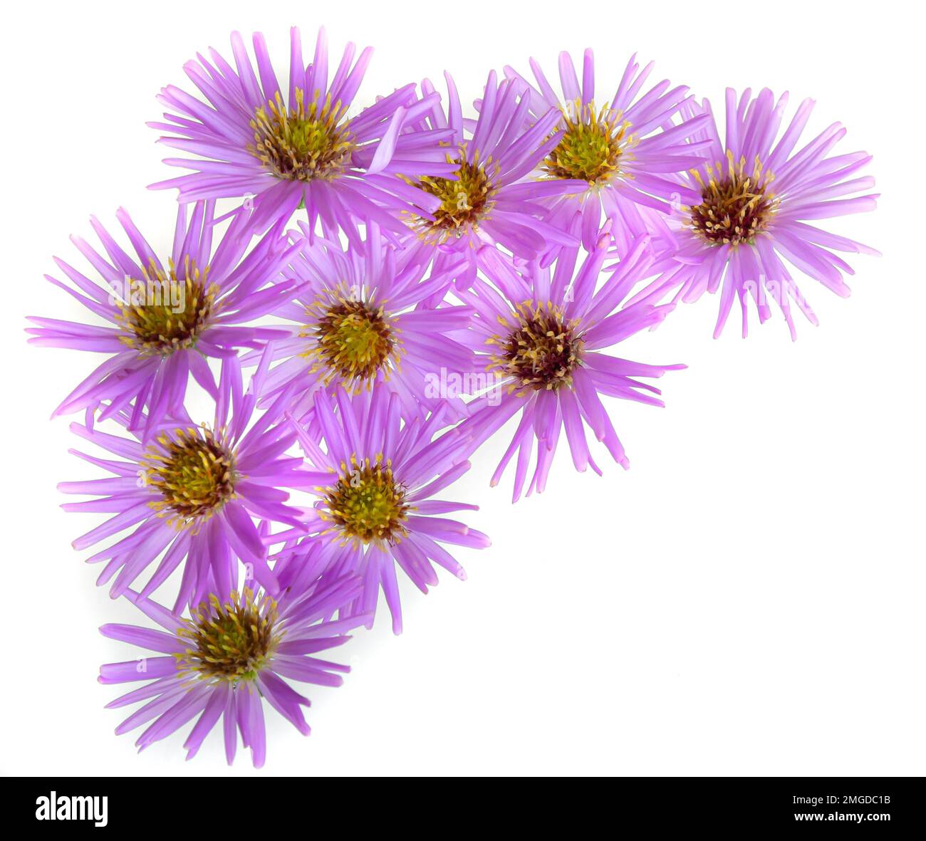 bouquet of beautiful purple chrysanthemums on a white background Stock ...