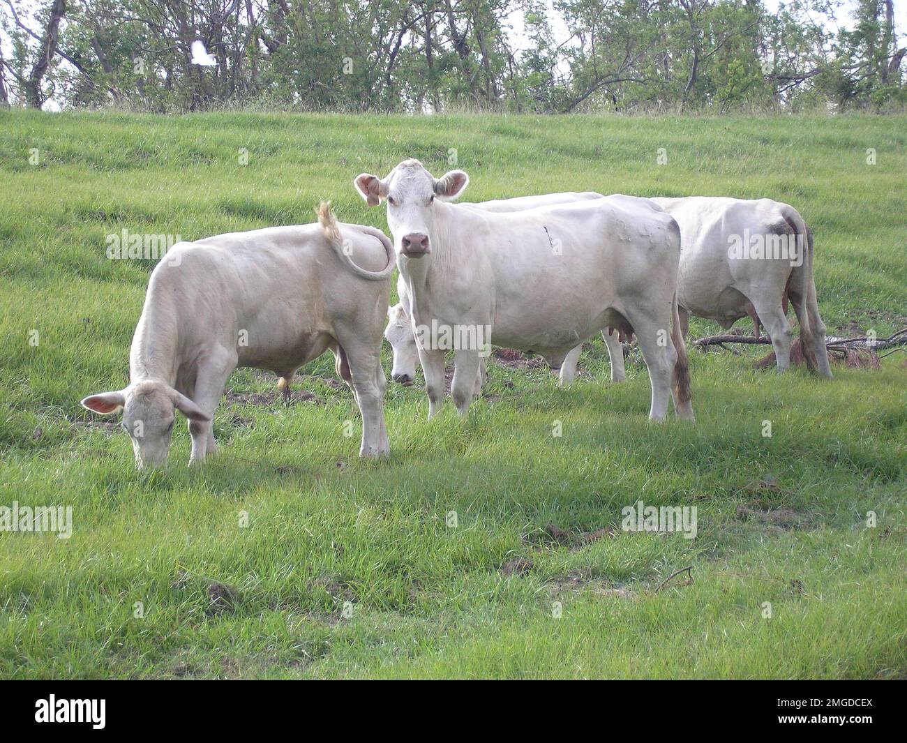 Pollution - ESU St. Louis Response - Miscellaneous - 26-HK-255-66 ...