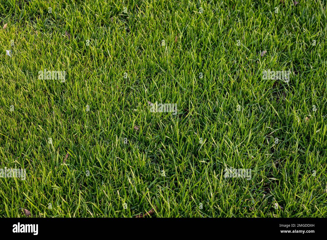 Synthetic grass texture hi-res stock photography and images - Alamy