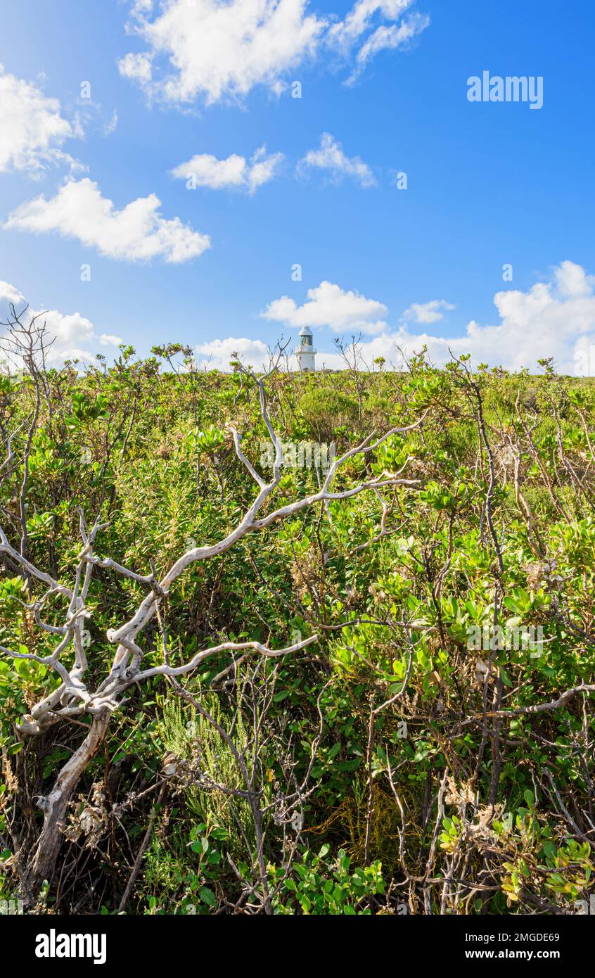Native vegetation along the Lighthouse Loop walk trail with views of ...