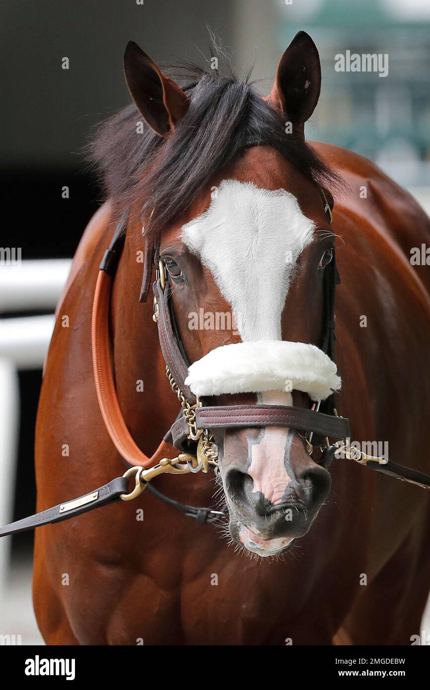 Belmont Stakes hopeful Tiz the Law is walked around the paddock at ...