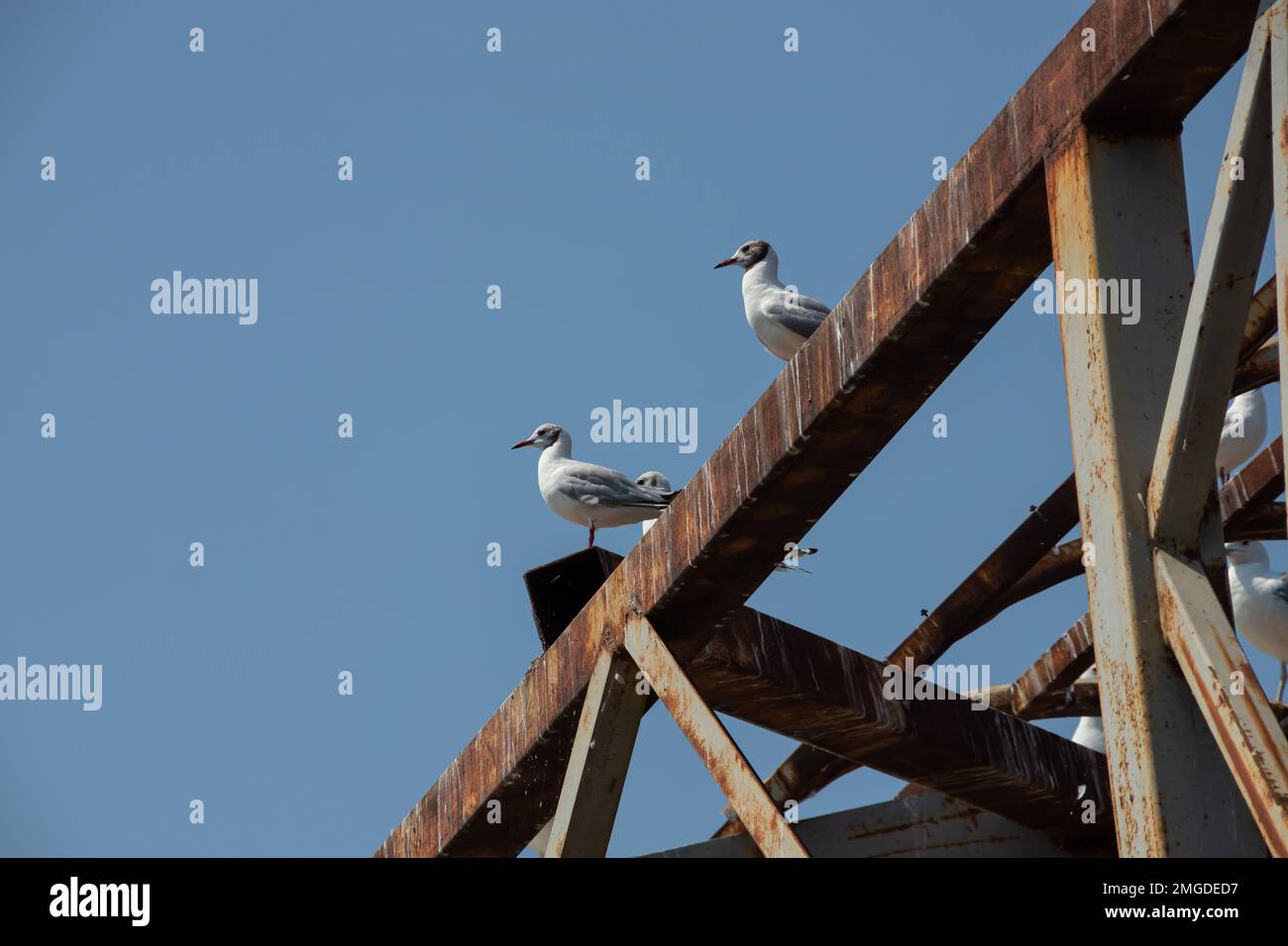 Three seagulls sitting on the old rusty pier. Backdrop with blue sky and a lot of gulls Stock ...