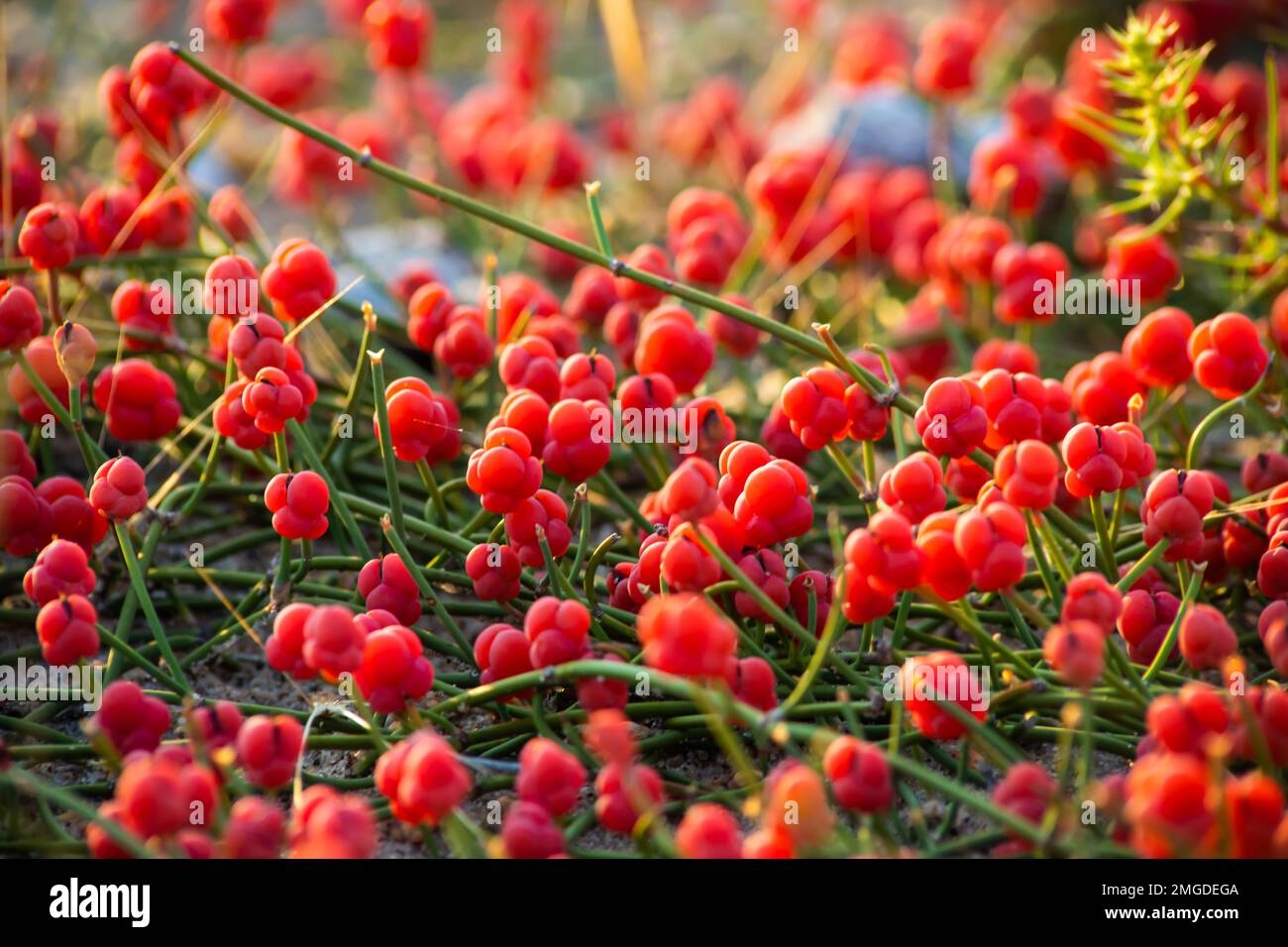 The History Of Ephedra – Ephedra Plant – FDOMF
