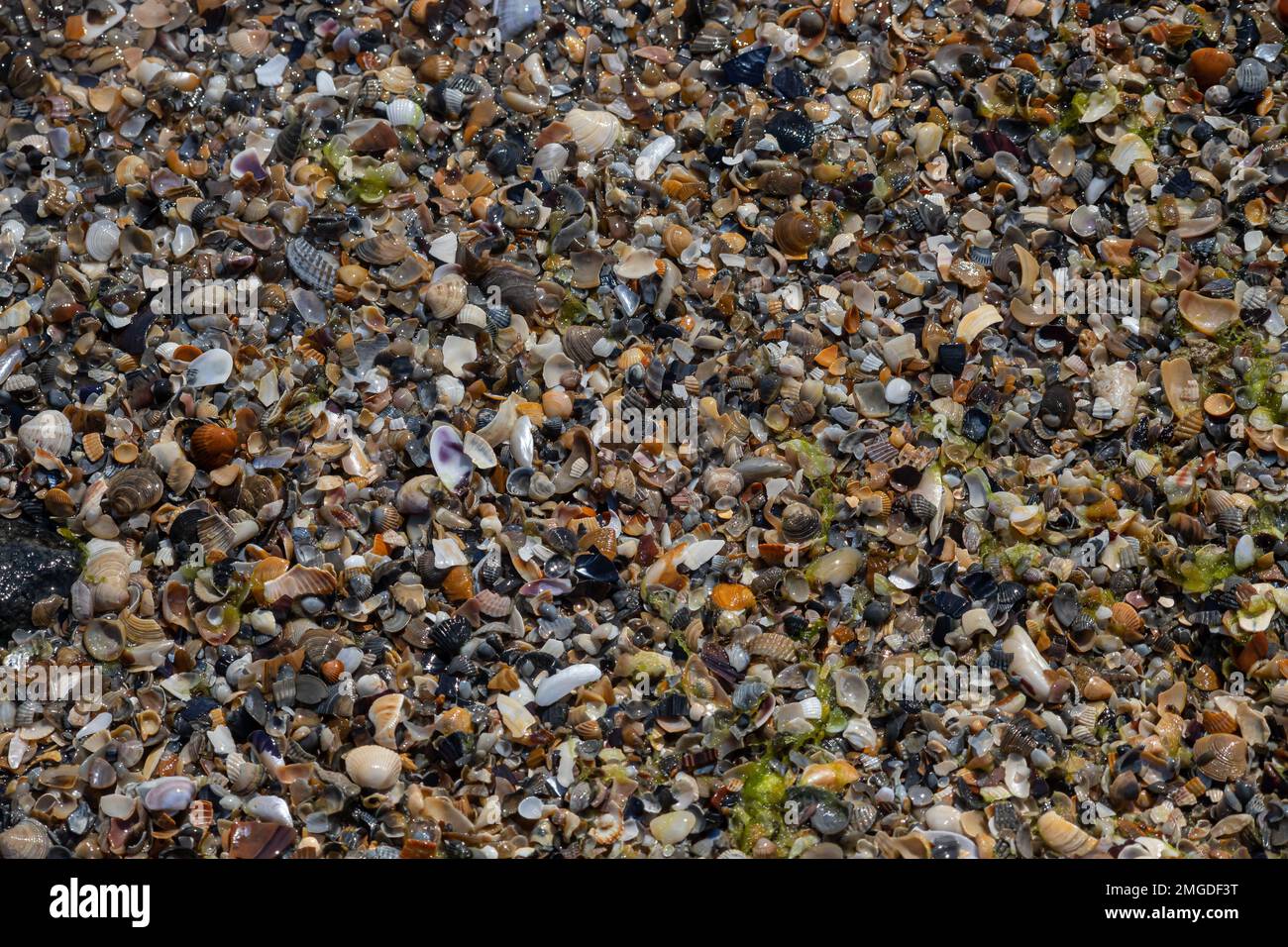 Sea shells on sand. Summer beach background. Top view Stock Photo - Alamy
