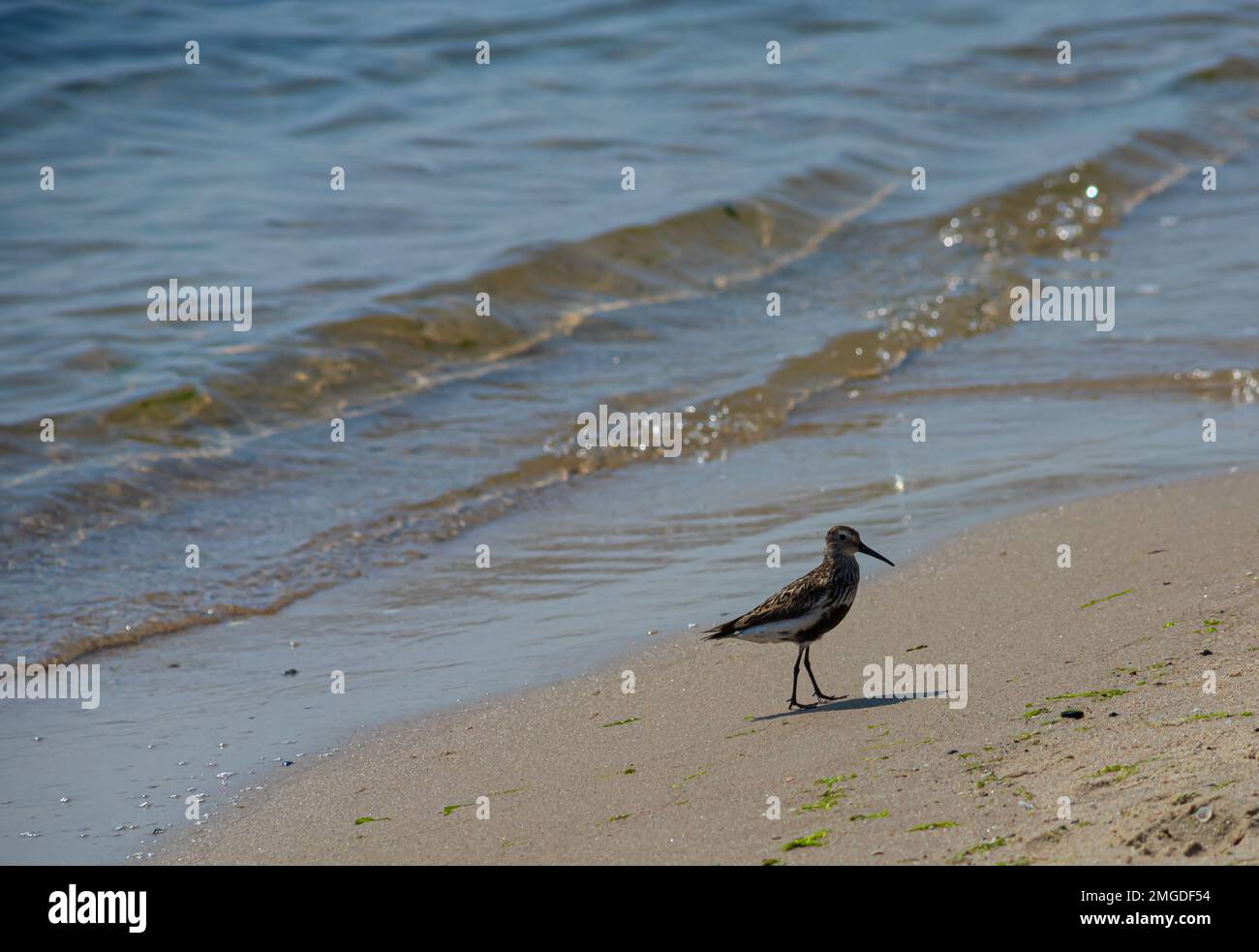 A Dunlin is walking on the beach. Also known as a Red-backed Sandpiper ...