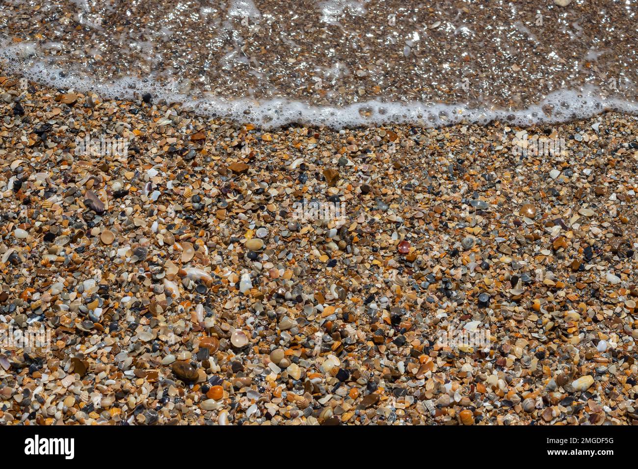 Sea shells on sand. Summer beach background. Top view Stock Photo - Alamy