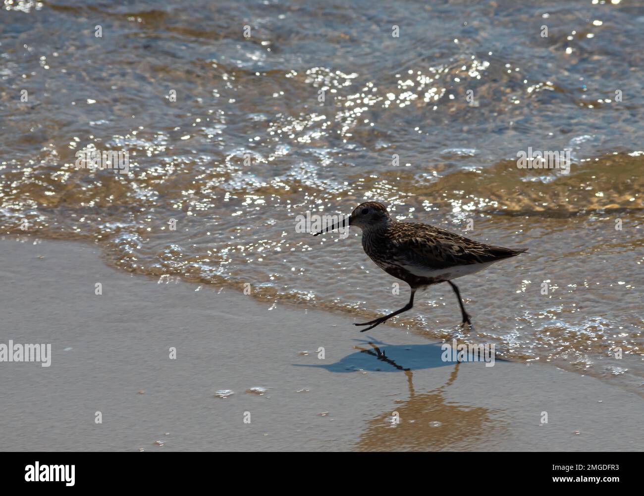 A Dunlin is walking on the beach. Also known as a Red-backed Sandpiper ...