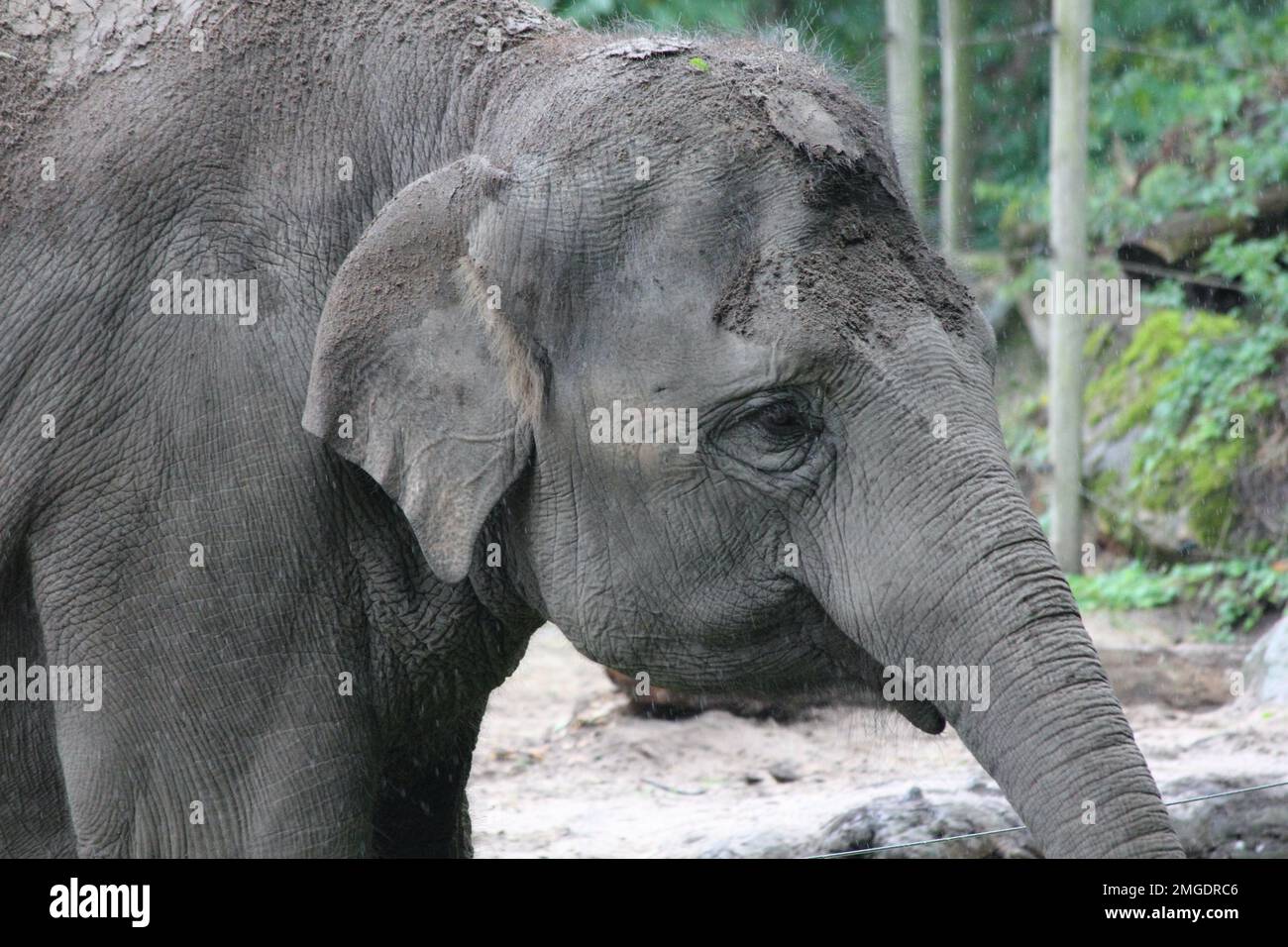 The Asian or Asiatic elephant (Elephas maximus) is the only living ...