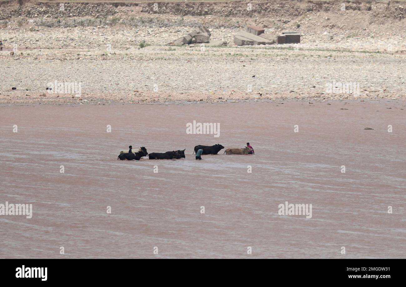 Nomadic Gujjars cross the River Tawi with their cattle in Jammu, India ...