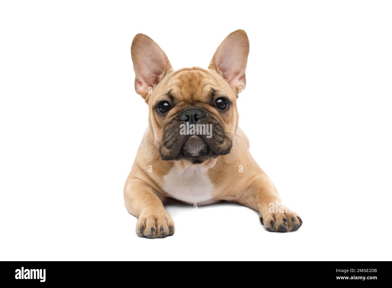 French bulldog lying with paws, looking in camera on isolated white ...
