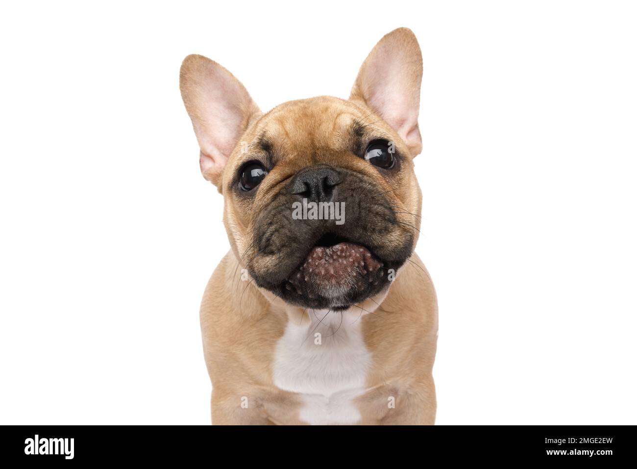 Funny portrait of a French bulldog, looking surprised with its mouth ...