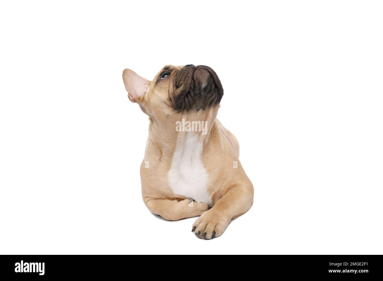 French bulldog lying with paws, looking up on isolated white background ...