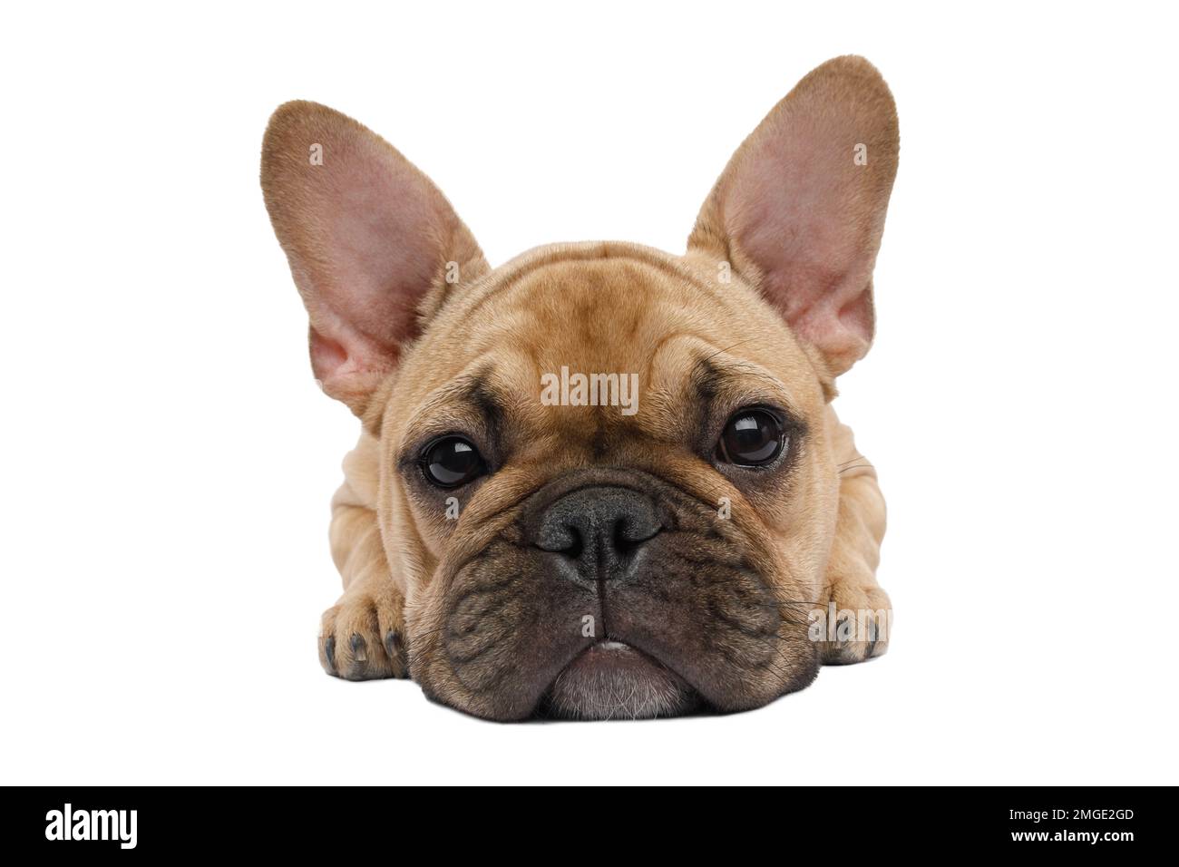 Closeup French bulldog lying and waiting, looking in camera on isolated ...