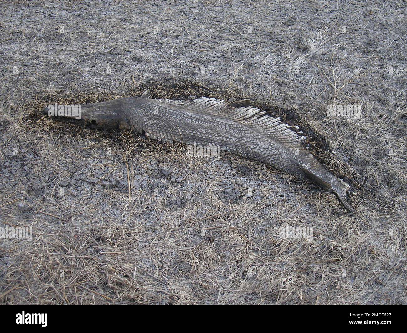 Pollution - ESU St. Louis Response - North Bass - 26-HK-231-36. 4FT ...