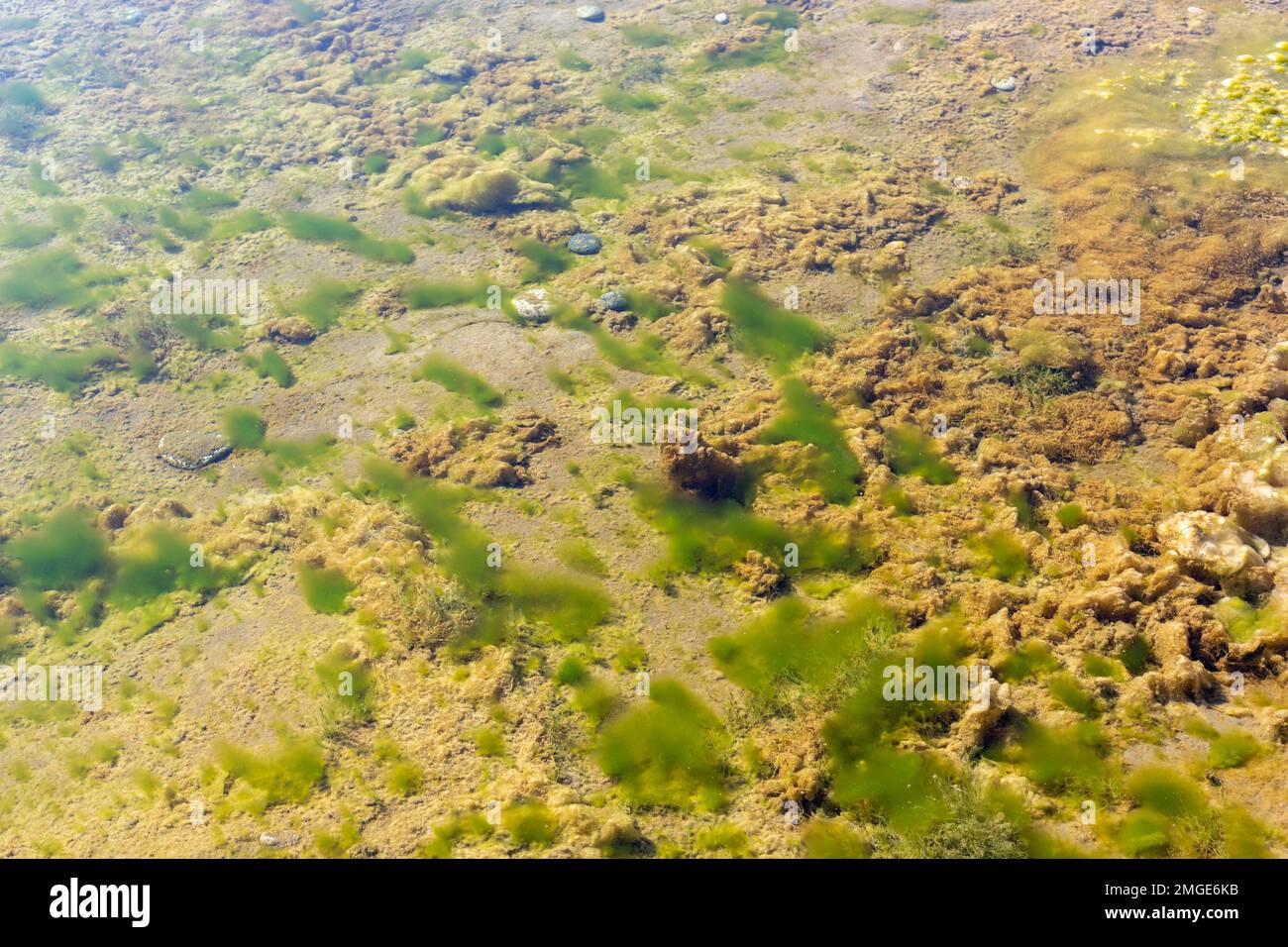 Underwater moss hi-res stock photography and images - Alamy