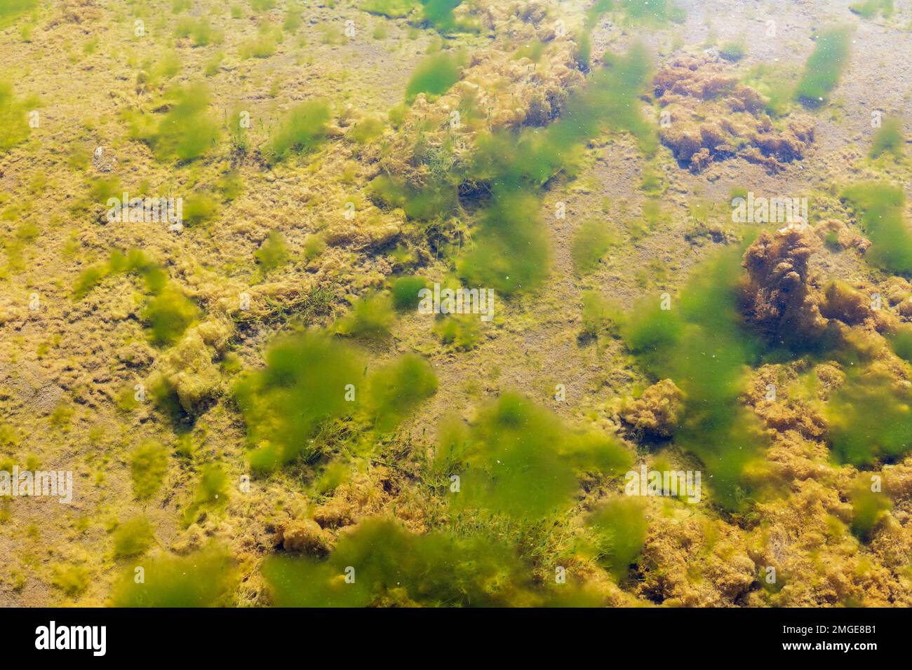 Green moss growing in the pond Stock Photo - Alamy