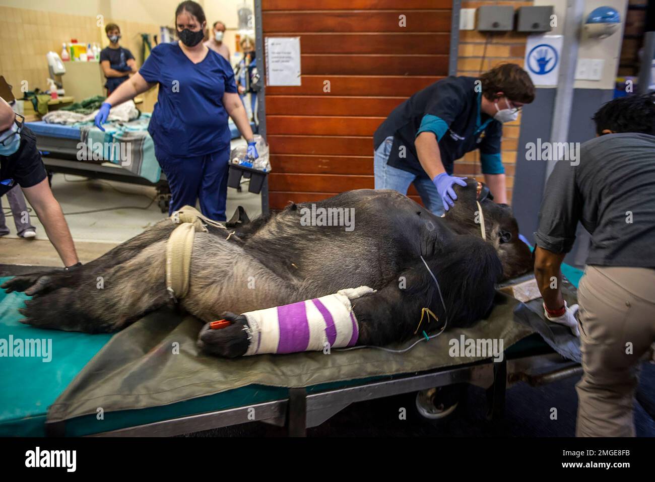 Makokou, a 35-year-old male Western Lowland gorilla from the ...