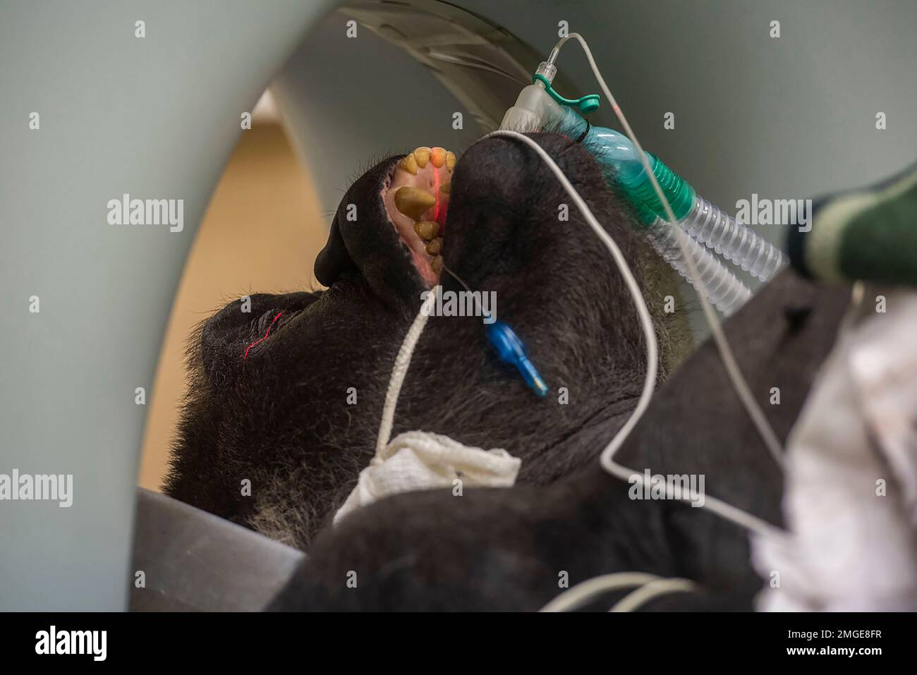 Makokou, a 35-year-old male Western Lowland gorilla from the ...