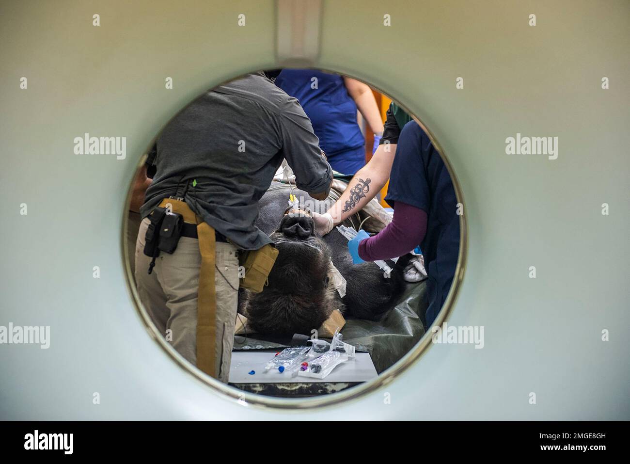 Makokou, a 35-year-old male Western Lowland gorilla from the ...