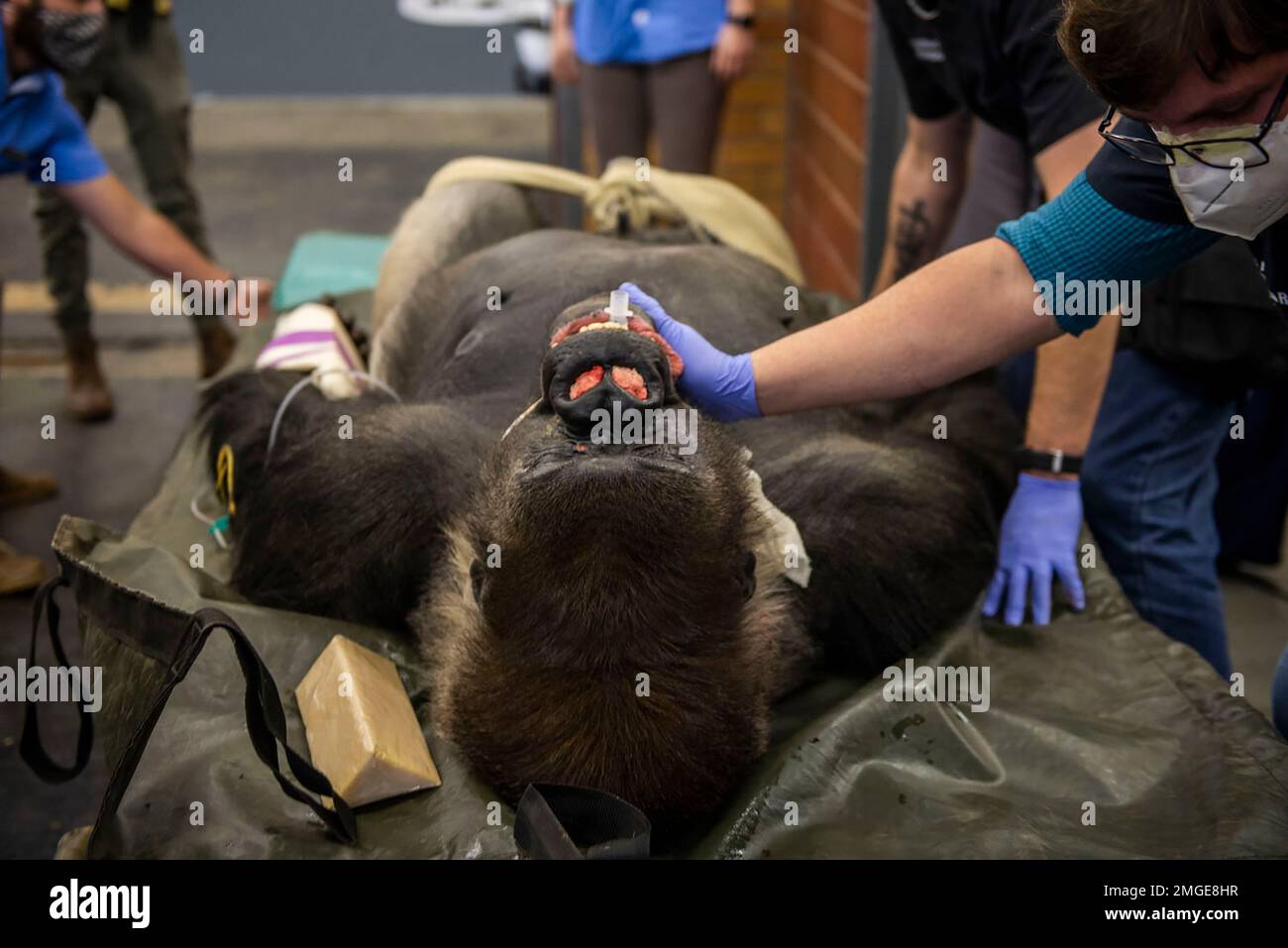 Makokou, a 35-year-old male Western Lowland gorilla from the ...