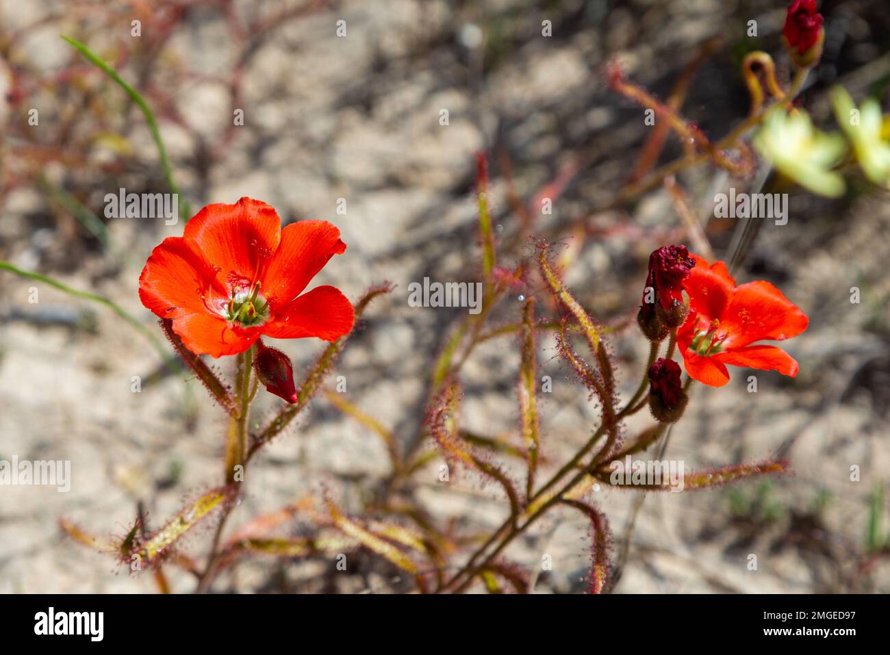 The beautiful red flowered form of the Sundew Drosera cistiflora in ...
