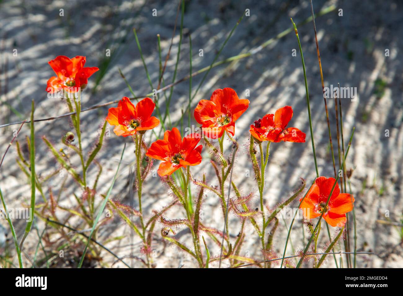 The beautiful red flowered form of the Sundew Drosera cistiflora in ...