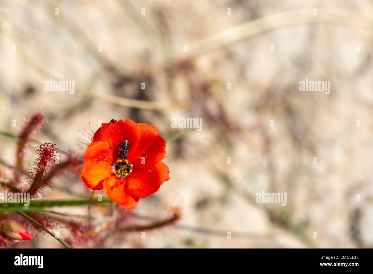 The beautiful red flowered form of the Sundew Drosera cistiflora in ...