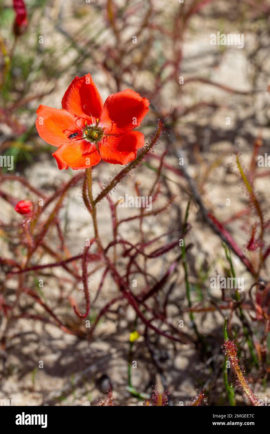 The beautiful red flowered form of the Sundew Drosera cistiflora in ...