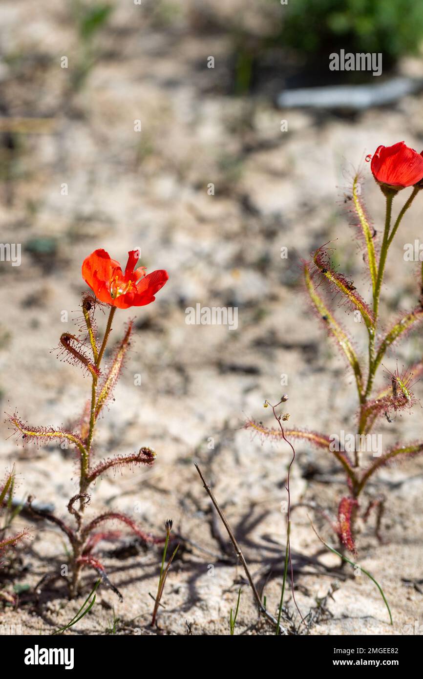 The beautiful red flowered form of the Sundew Drosera cistiflora in natural habitat, carnivorous ...