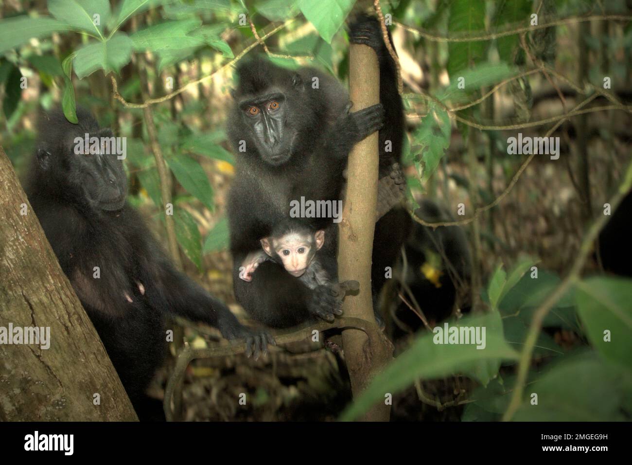 Adult females of Sulawesi black-crested macaque (Macaca nigra) are ...