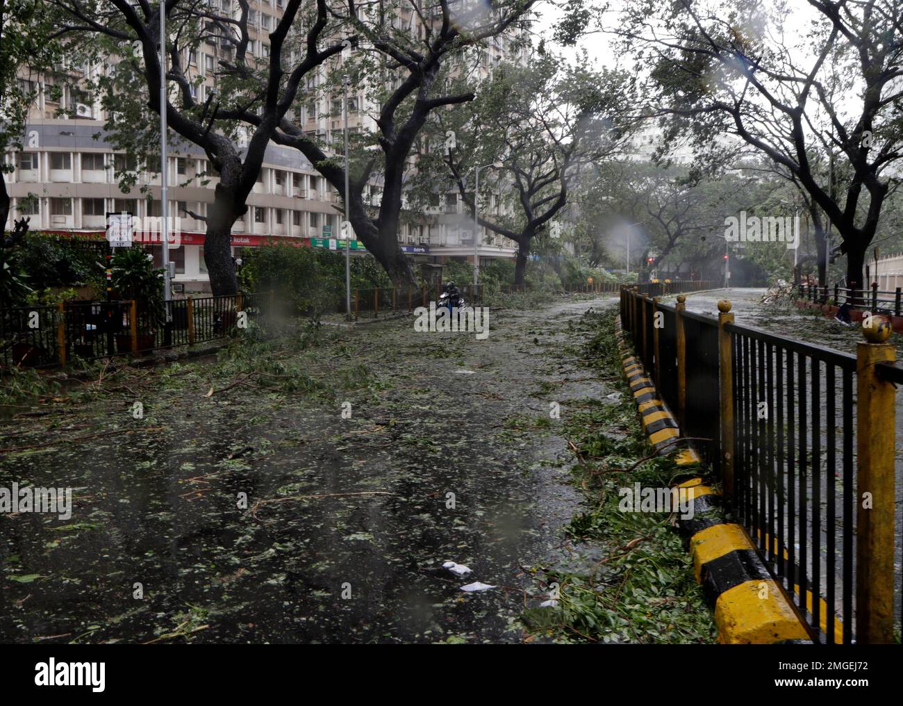 Leaves lying scattered on a street during cyclone in Mumbai, India ...