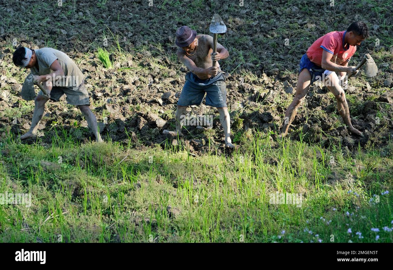Naga farmers work in a rice field in Kohima, capital of the ...